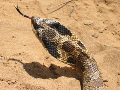 Eastern Hog-nosed Snake | UTRCA: Inspiring A Healthy Environment